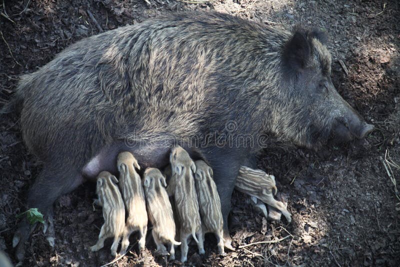 La Scrofa Selvaggia Alimenta I Porcellini Immagine Stock - Immagine di ...
