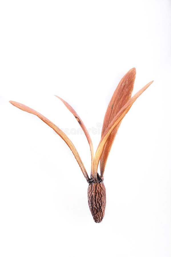 La semilla coa alas foto de archivo. Imagen de cubo, decorativo - 32000180