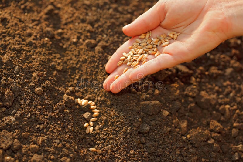 La Semina Del Cereale a Mano Immagine Stock - Immagine di alimento ...