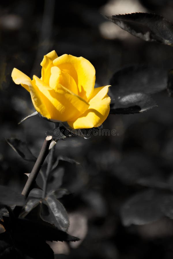 La Serie Selectiva Del Color, Rosa Del Amarillo Imagen de archivo ...