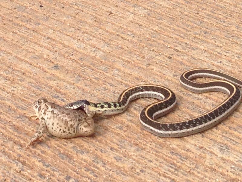 Cierre Del Sapo De Los Ataques De La Serpiente Para Arriba Foto de ...