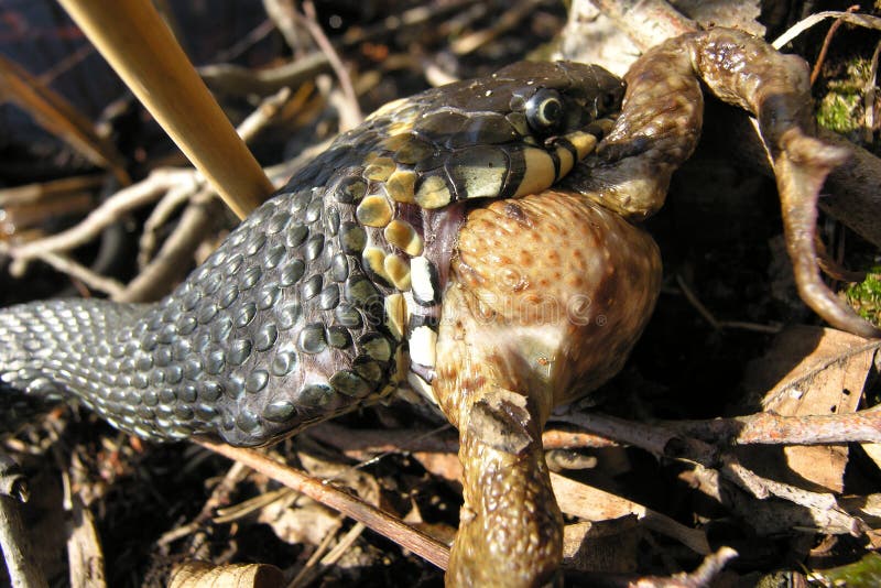 La serpiente come la rana imagen de archivo. Imagen de tragos - 18977645