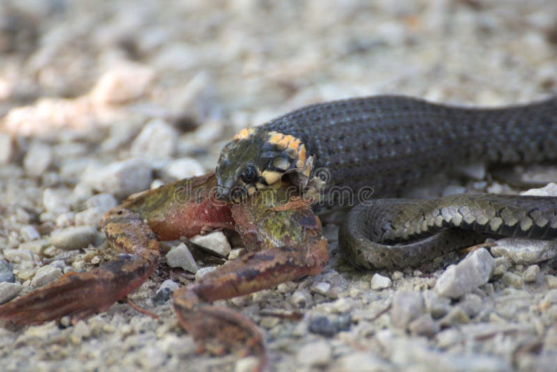 La serpiente come una rana imagen de archivo. Imagen de serpientes ...