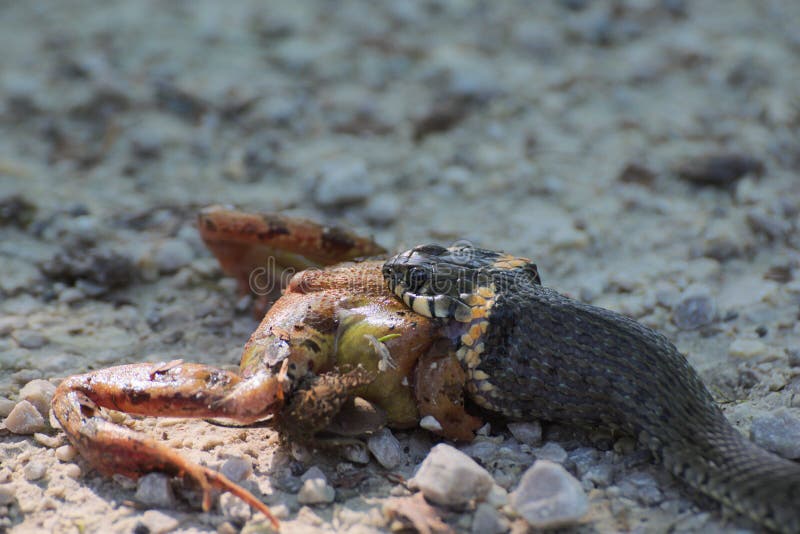 215 La Rana Come Fotos - Libres de Derechos y Gratuitas de Dreamstime