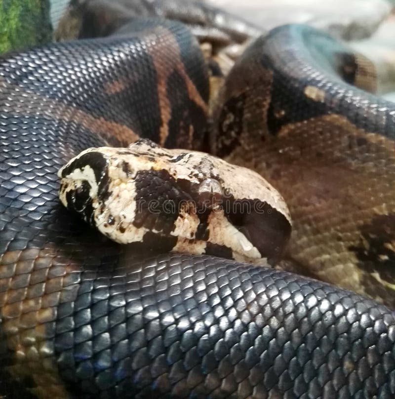 La Serpiente De Python Arrolló En Cautiverio En El Parque De Jaie Duque ...