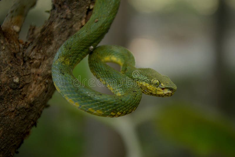 La Serpiente Hermosa Verde De Pit Viper Foto de archivo - Imagen de ...