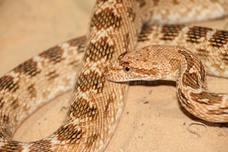 La Serpiente Real En El Desierto Imagen de archivo - Imagen de hermoso ...