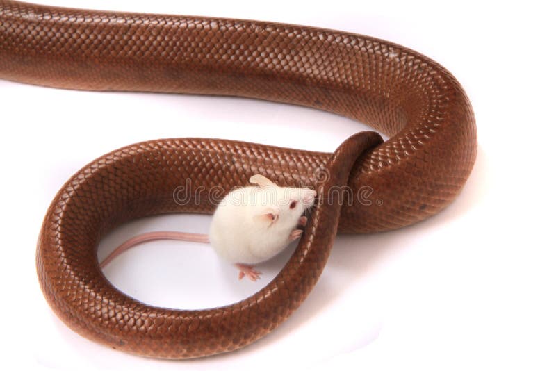 Serpiente y ratón foto de archivo. Imagen de rata, vertebrado - 69995766