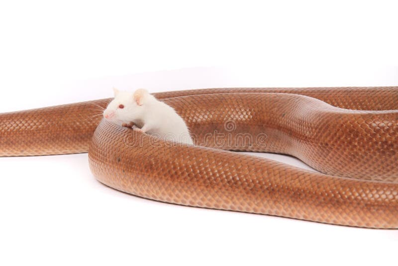 La Serpiente Y El Ratón Son Amigos Foto de archivo - Imagen de genético ...