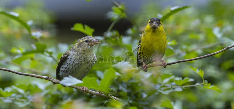 La siskin spinus spinus foto de archivo. Imagen de hojas - 250709128