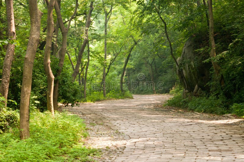 La strada tra gli alberi fotografia stock. Immagine di luce - 37992896