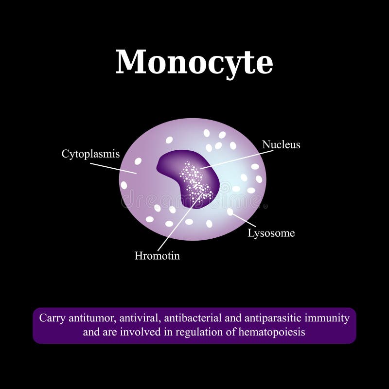 La Structure Anatomique Des Monocytes. Globule. Illustration ...