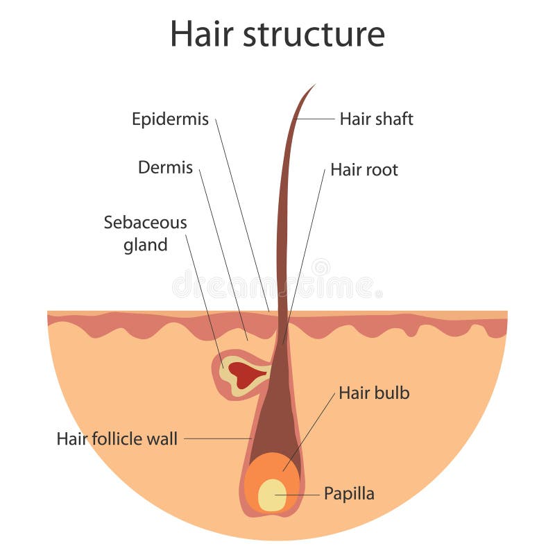 La structure des cheveux illustration de vecteur. Illustration du ...