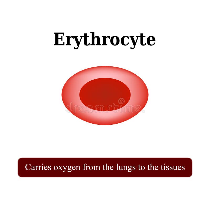 La Structure Du Globule Rouge. érythrocyte. Illustration Vectorielle ...