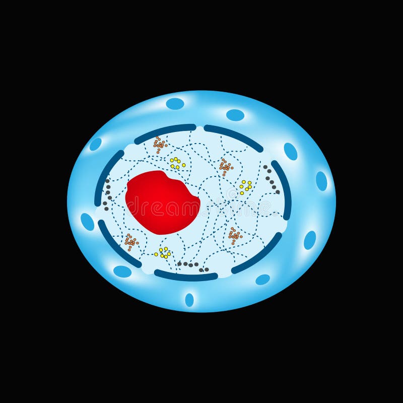 La Structure Du Noyau De Cellule Humaine Infographie Illustration de ...