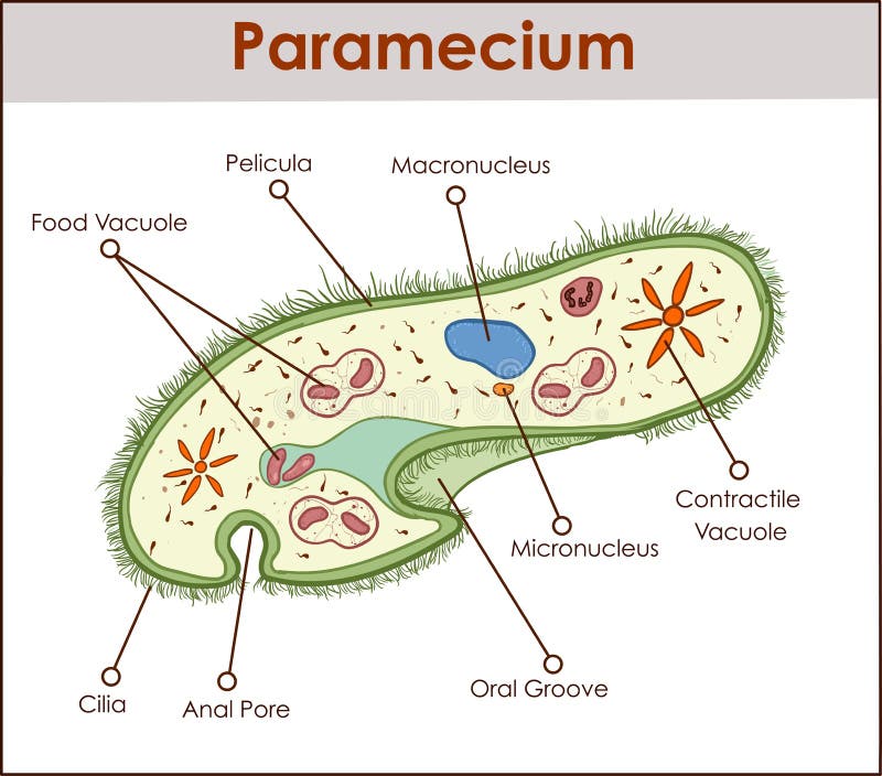 Paramécie illustration de vecteur. Illustration du organelles - 22421917
