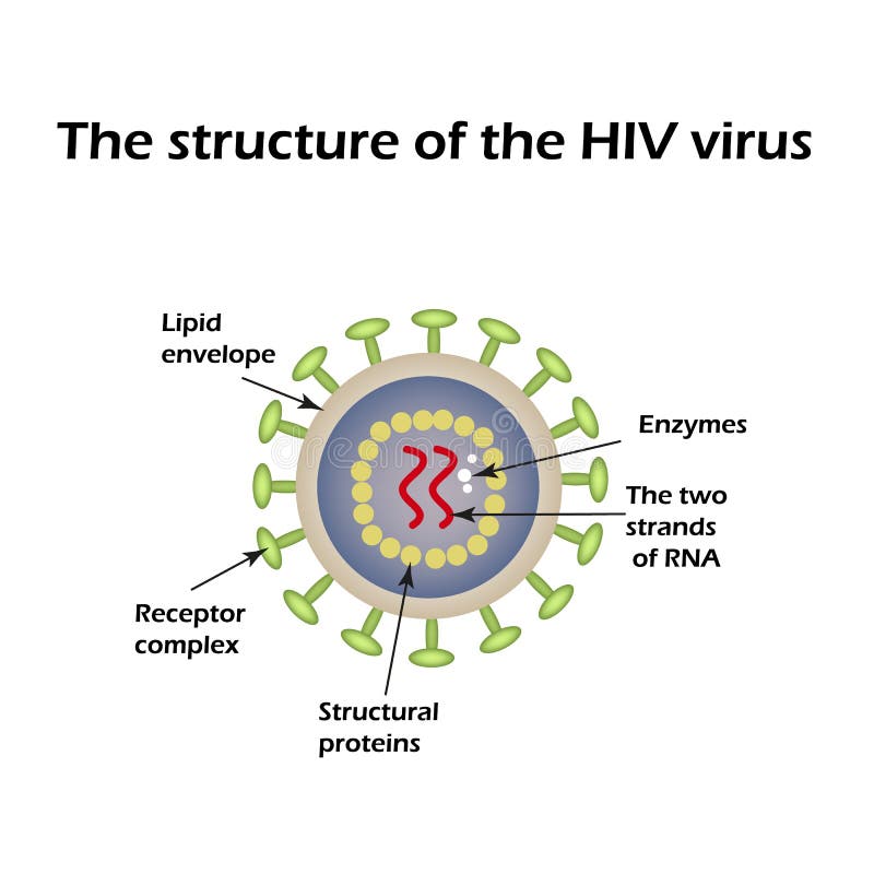 La Structure Du Virus De SIDA HIV Illustration De Vecteur Illustration ...