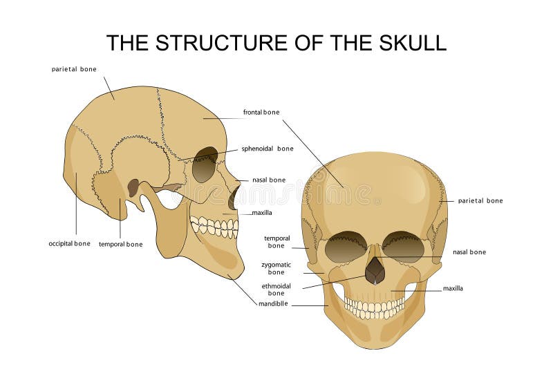 Guida Di Anatomia Dello Scheletro Umano Con Le Spiegazioni Bordo ...