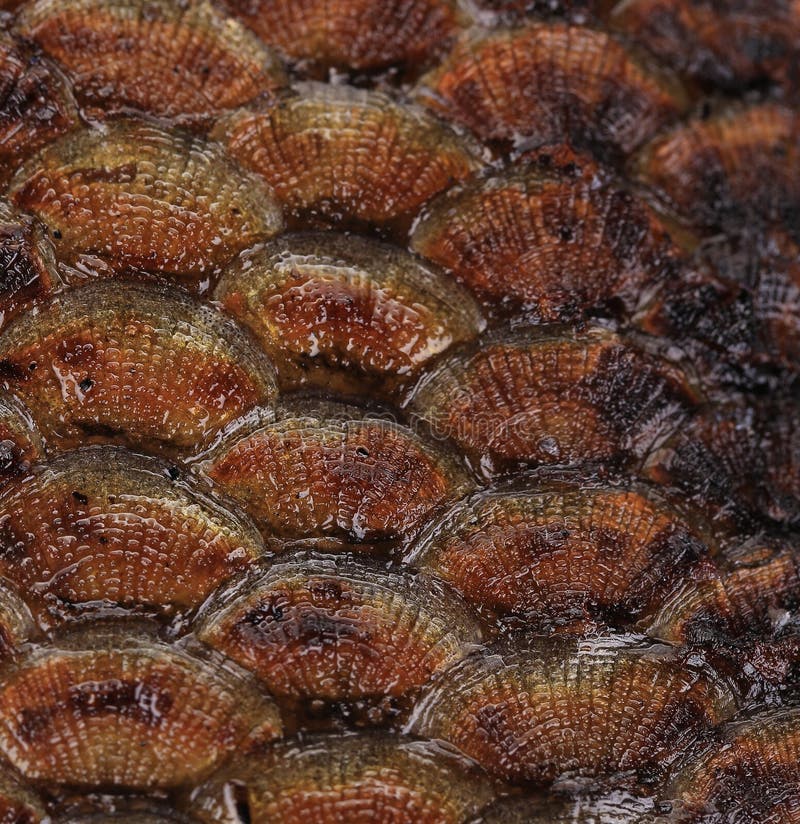 La Struttura Delle Squame Si Chiude Su. Fotografia Stock - Immagine di ...
