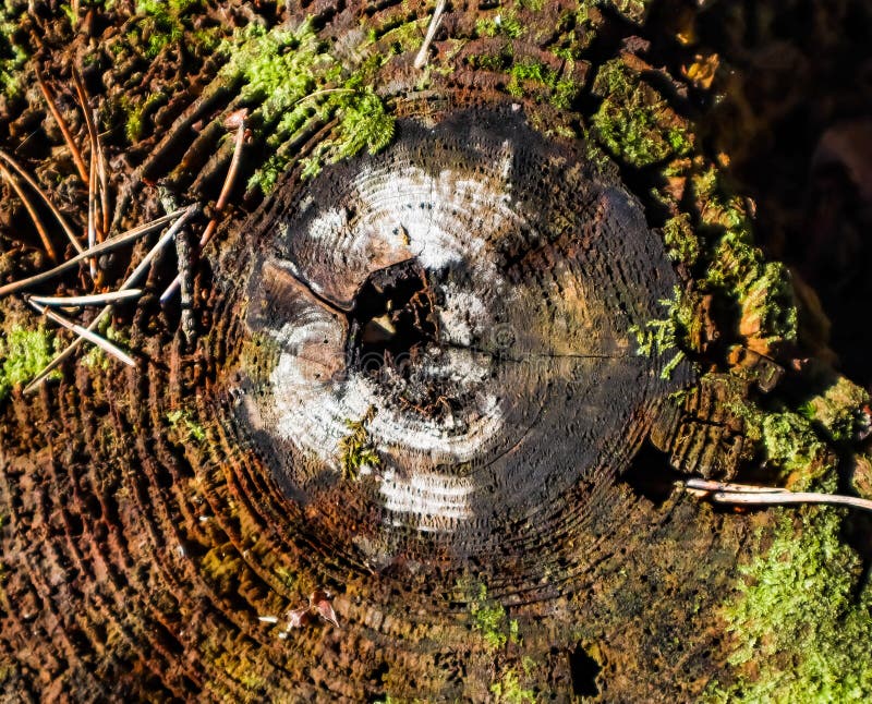 La Surface D'un Moignon Envahi De Mousse Photo stock - Image of bois ...