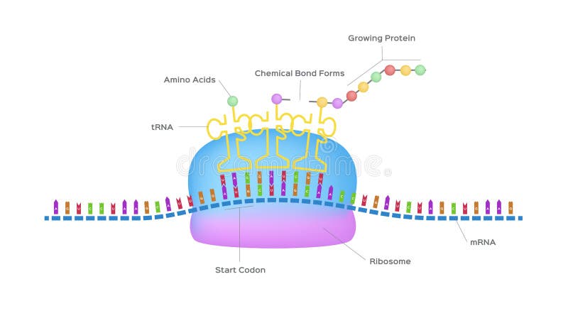 La Structure Du Ribosome Fonctions Infographie Illustration de Vecteur ...