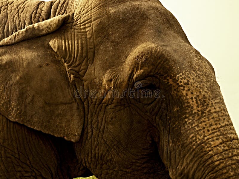 357 Tête D éléphant Photos libres de droits et gratuites de Dreamstime