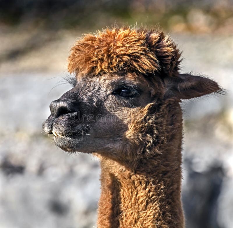 Alpaga 11 image stock. Image du fourrure, andes, montagne - 103925743