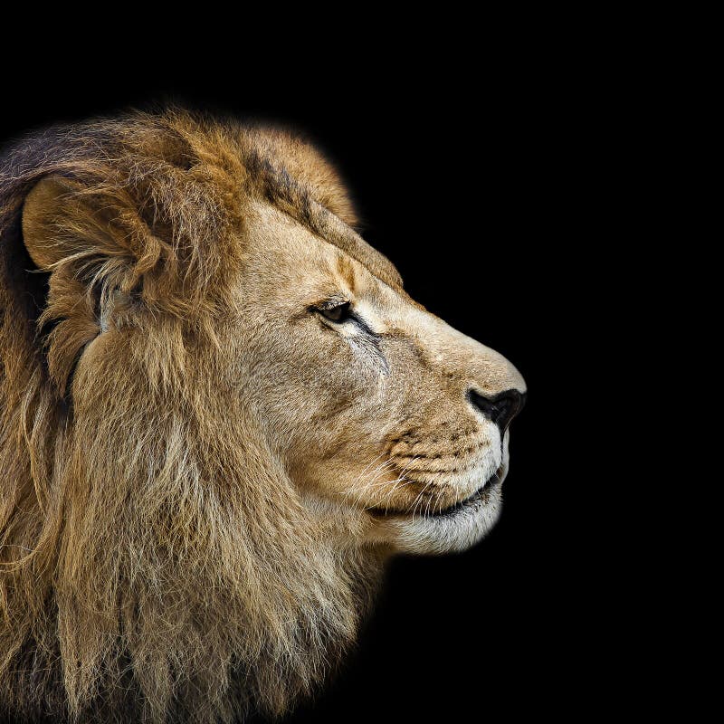 La Testa Del Leone Nel Profilo Fotografia Stock - Immagine di maschio ...