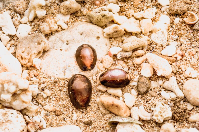 La Textura De La Arena Rocosa En La Playa Foto de archivo - Imagen de ...
