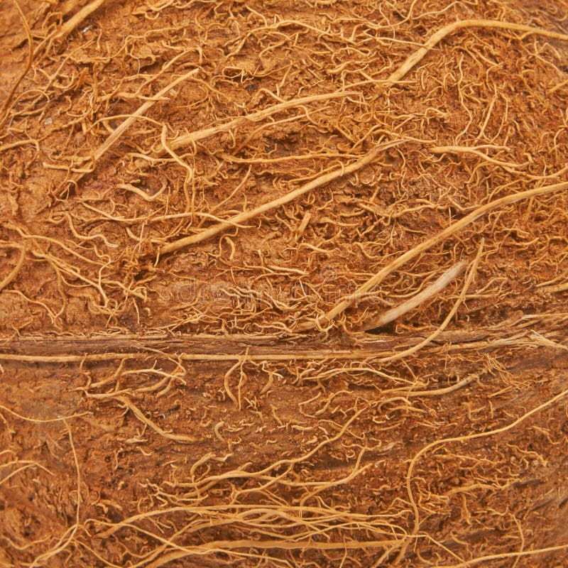 Textura De La Piel Del Coco Imagen de archivo - Imagen de ...