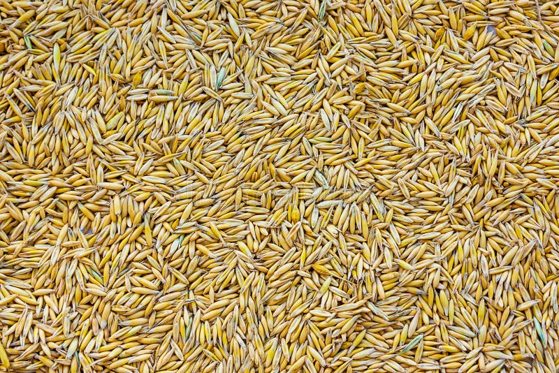 La Textura Del Grano, Avena, Trigo, Centeno Foto de archivo - Imagen de ...