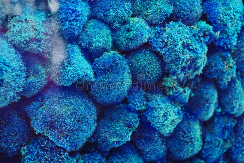 La textura del musgo azul foto de archivo. Imagen de flora - 119624510