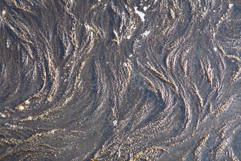 La Texture D'algues Sur La Plage Image stock - Image du chassoir, herbe ...