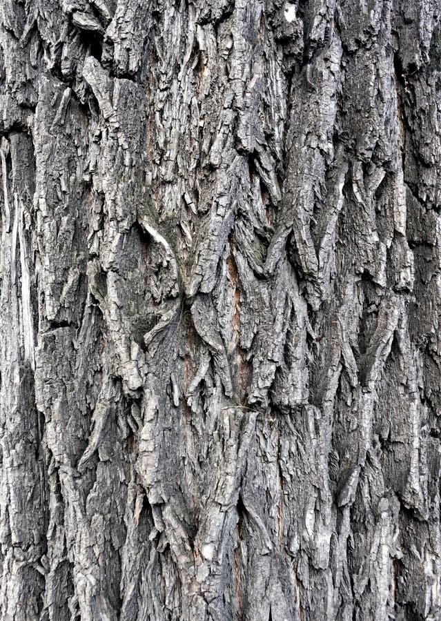 La Texture De L'orme D'écorce D'arbre Image stock - Image du vieux ...