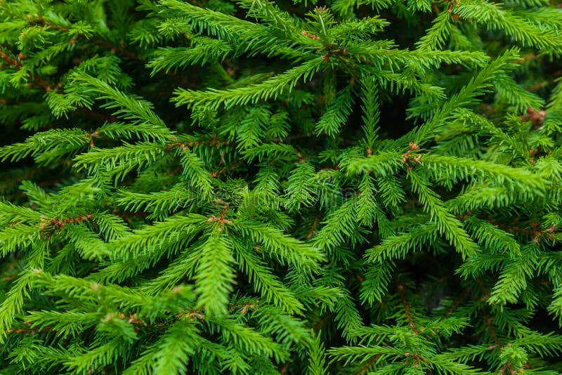 Texture verte de sapin photo stock. Image du lame, conifére - 49057928
