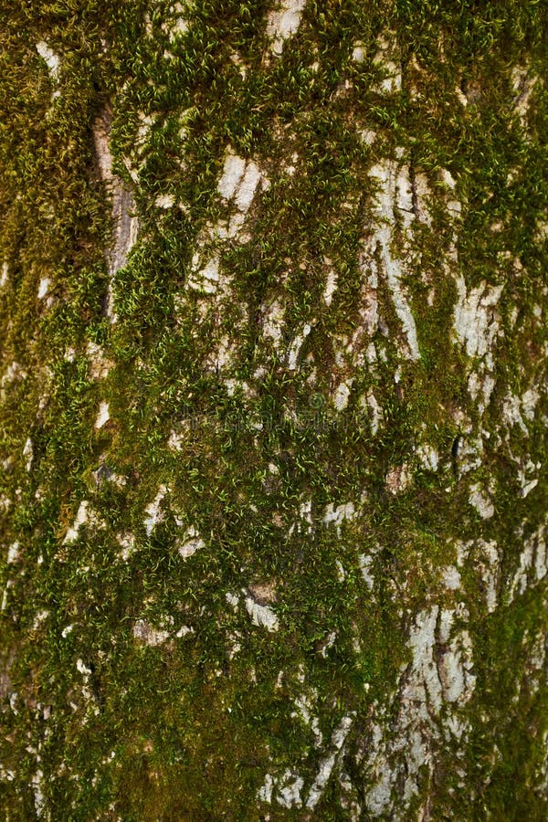 La Texture Du Bois Envahi Avec De La Mousse Photo stock - Image du ...
