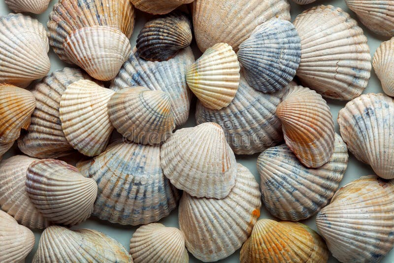 Coquille de coque de mer photo stock. Image du cockleshell - 12972706