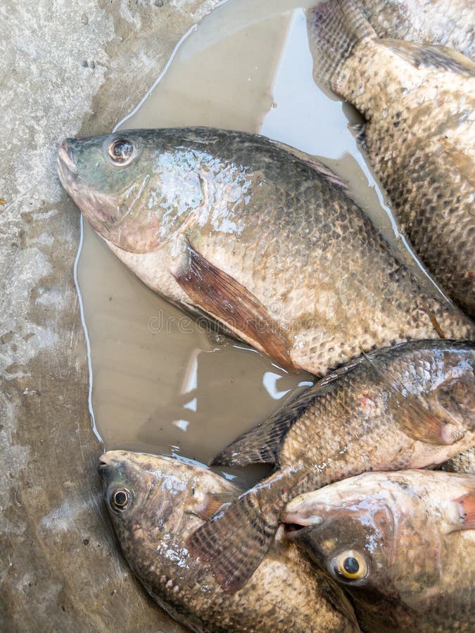 La Tilapia Fresca Con El Barro En El Cubo De Metal Que Cogieron Del ... La Tilapia Fresca Con El Barro En El Cubo De Metal Que Cogieron Del ...