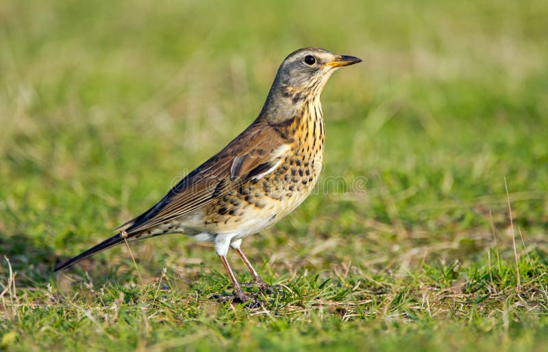 Tordella imagen de archivo. Imagen de colorido, pico - 29550551