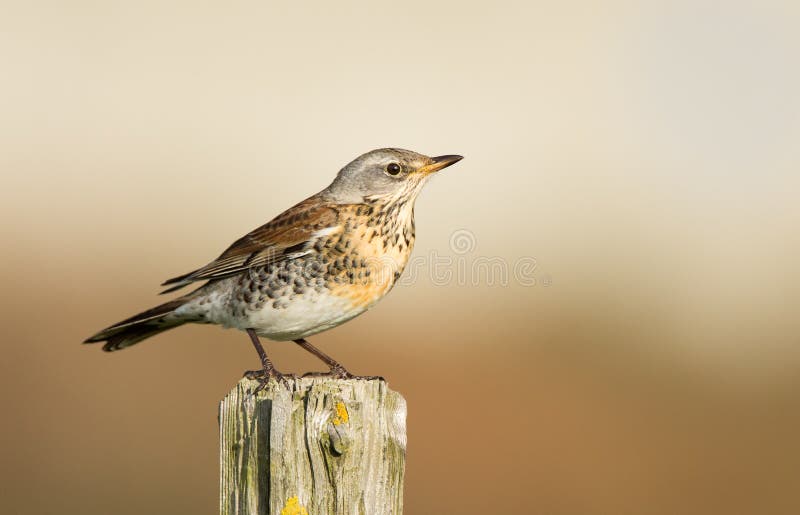 La Tordella (pilaris Del Turdus) Imagen de archivo - Imagen de primer ...