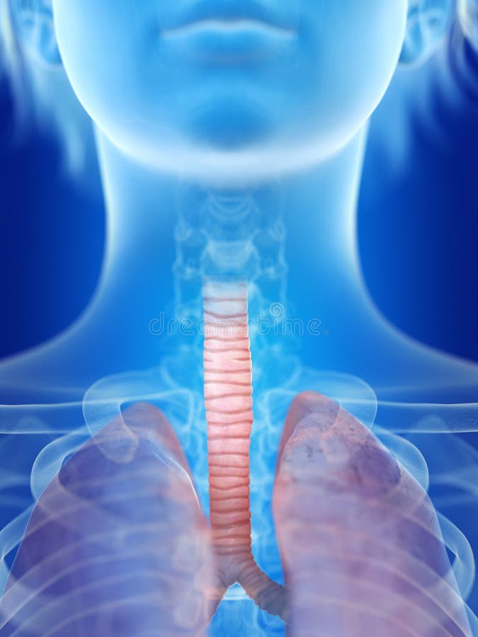 Tráquea Ilustraciones Stock, Vectores, Y Clipart – (6,514 Ilustraciones ...