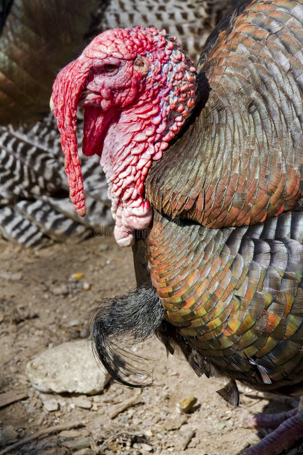 La Turquie photo stock. Image du oiseaux, dindon, ferme - 14884866
