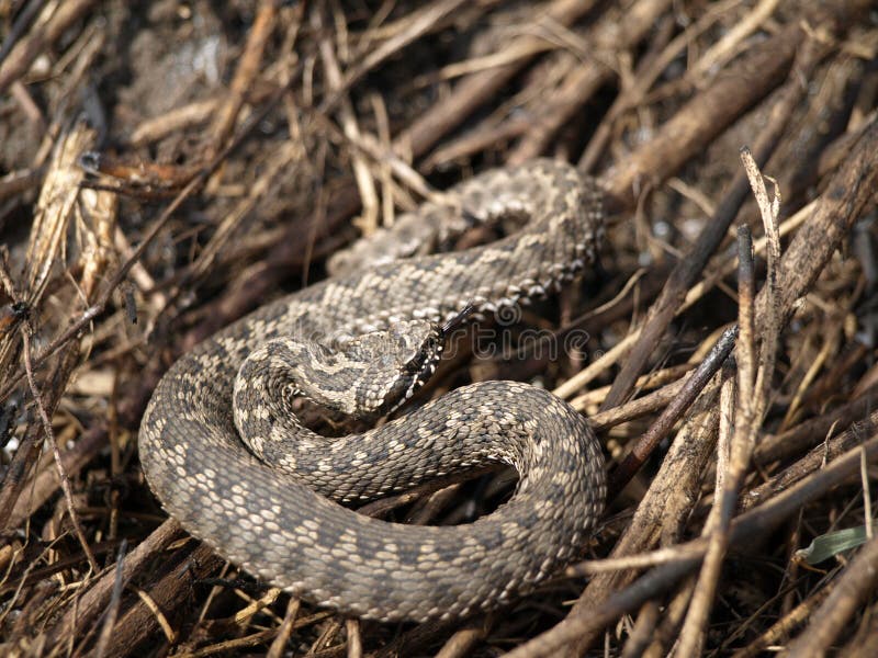La víbora imagen de archivo. Imagen de mordedura, ataque - 17010915