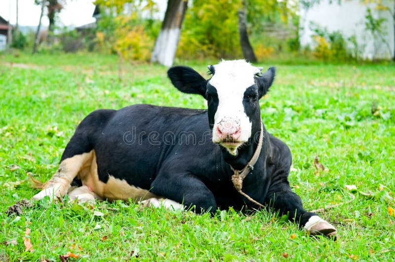 La vaca imagen de archivo. Imagen de exterior, imagen - 16076181