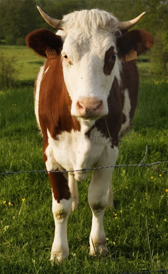 La vaca imagen de archivo. Imagen de soporte, claxon, vaca - 853847