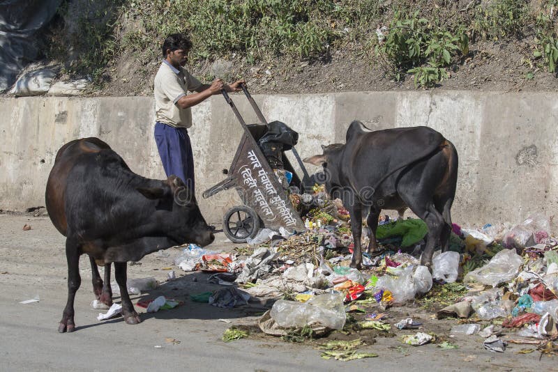 La Vaca Come Desperdicios En Rishikesh, La India Imagen editorial ...