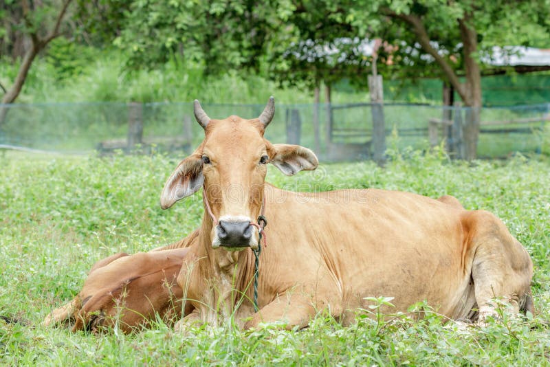 La Vaca De Brown Está Descansando Foto de archivo - Imagen de laying ...