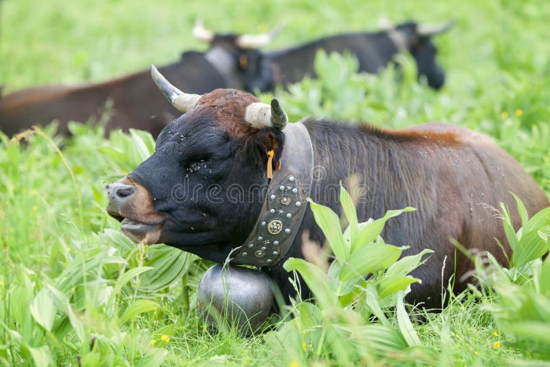 La vaca del marrón oscuro imagen de archivo. Imagen de cubo - 44211089