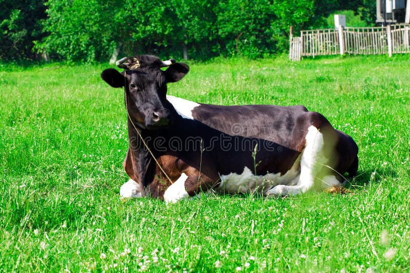 La vaca en la hierba foto de archivo. Imagen de adhiera - 14830516