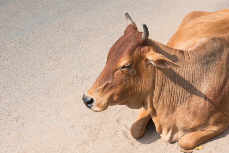 La Mentira India De La Vaca Foto de archivo - Imagen de animal, sentada ...